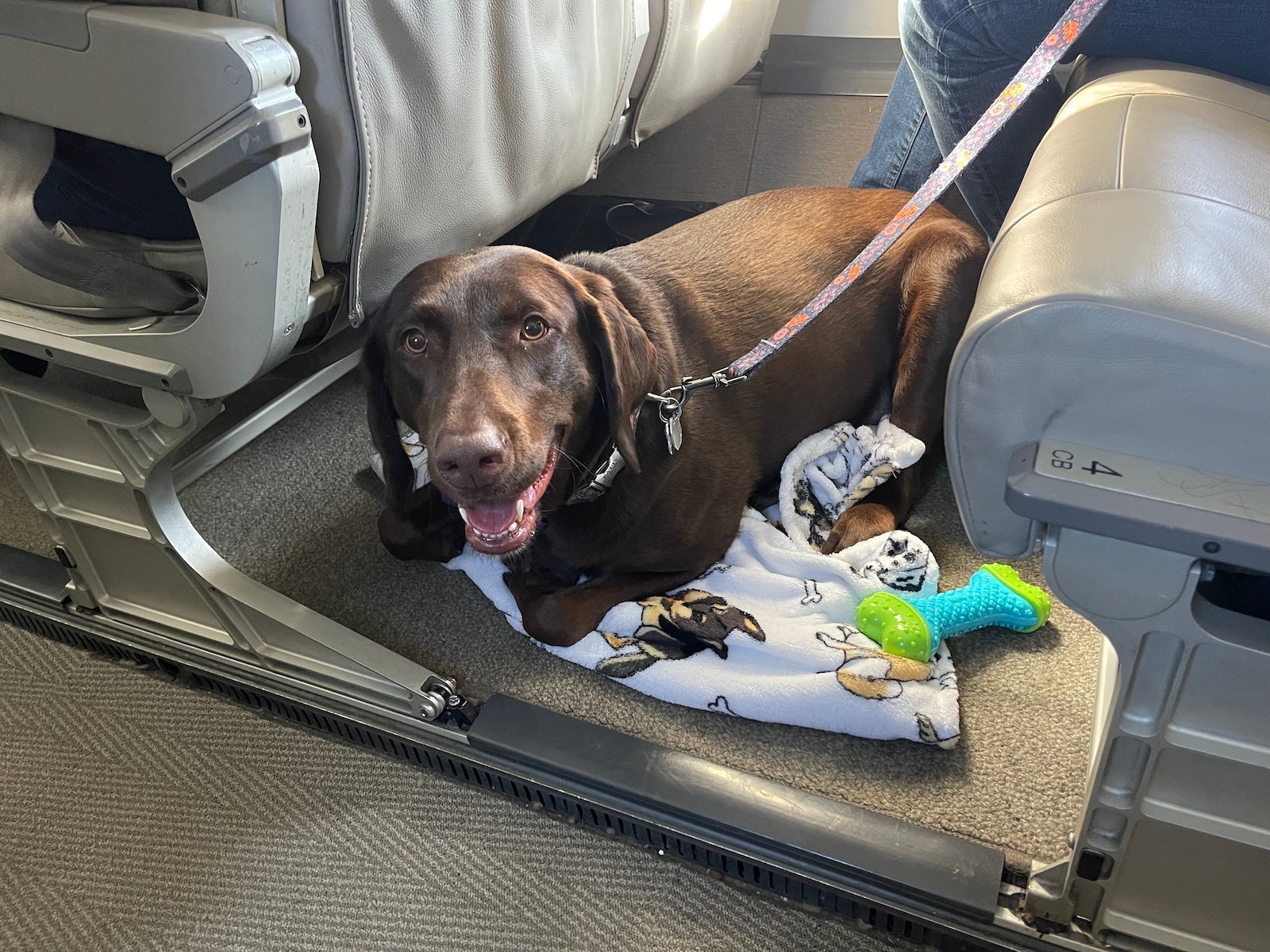 A paws-itive experience: Taking my dog on JSX for her first-ever flight ...